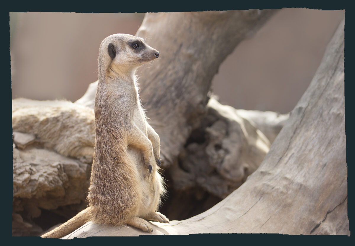 Suricata – Zoo Córdoba