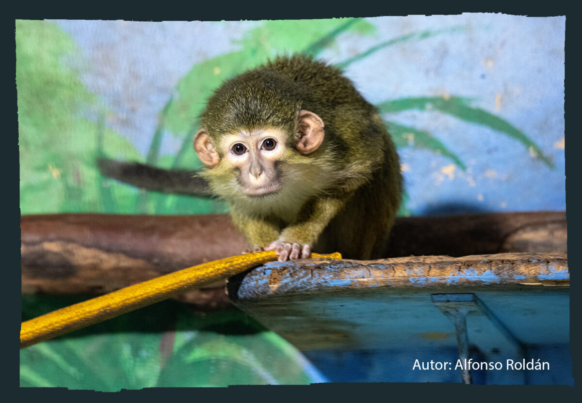 Talapoín Norteño – Zoo Córdoba
