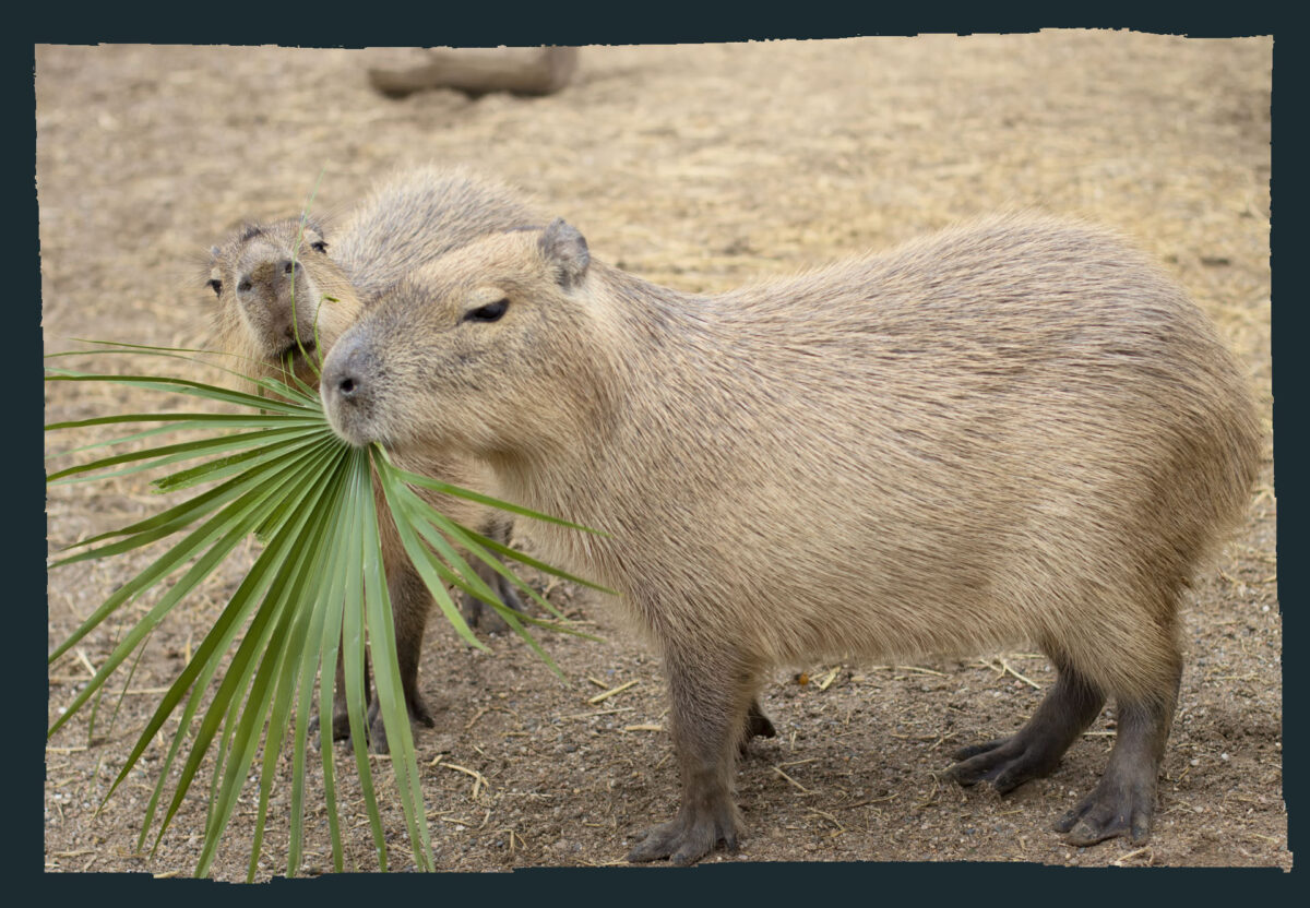 Capibara – Zoo Córdoba Capibara – Zoo Córdoba