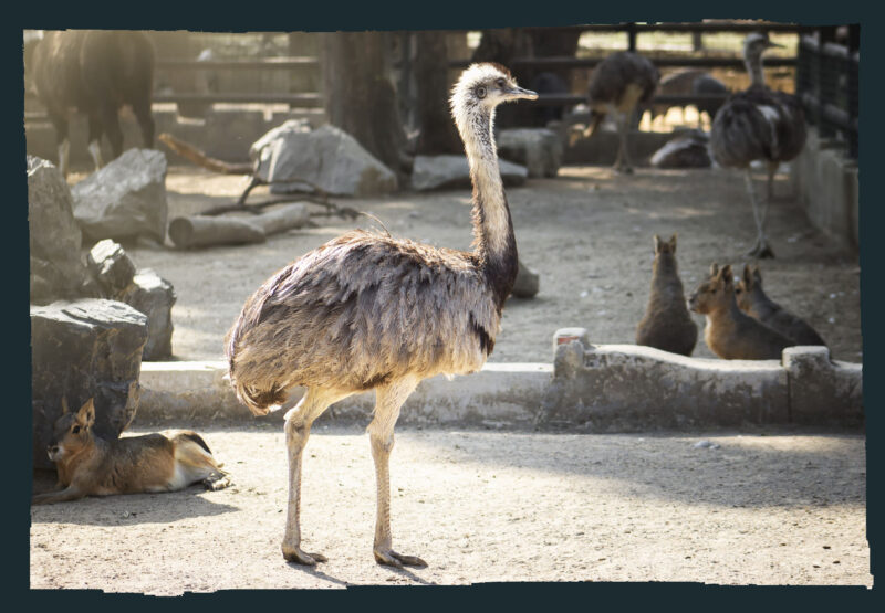 Ñandú – Zoo Córdoba