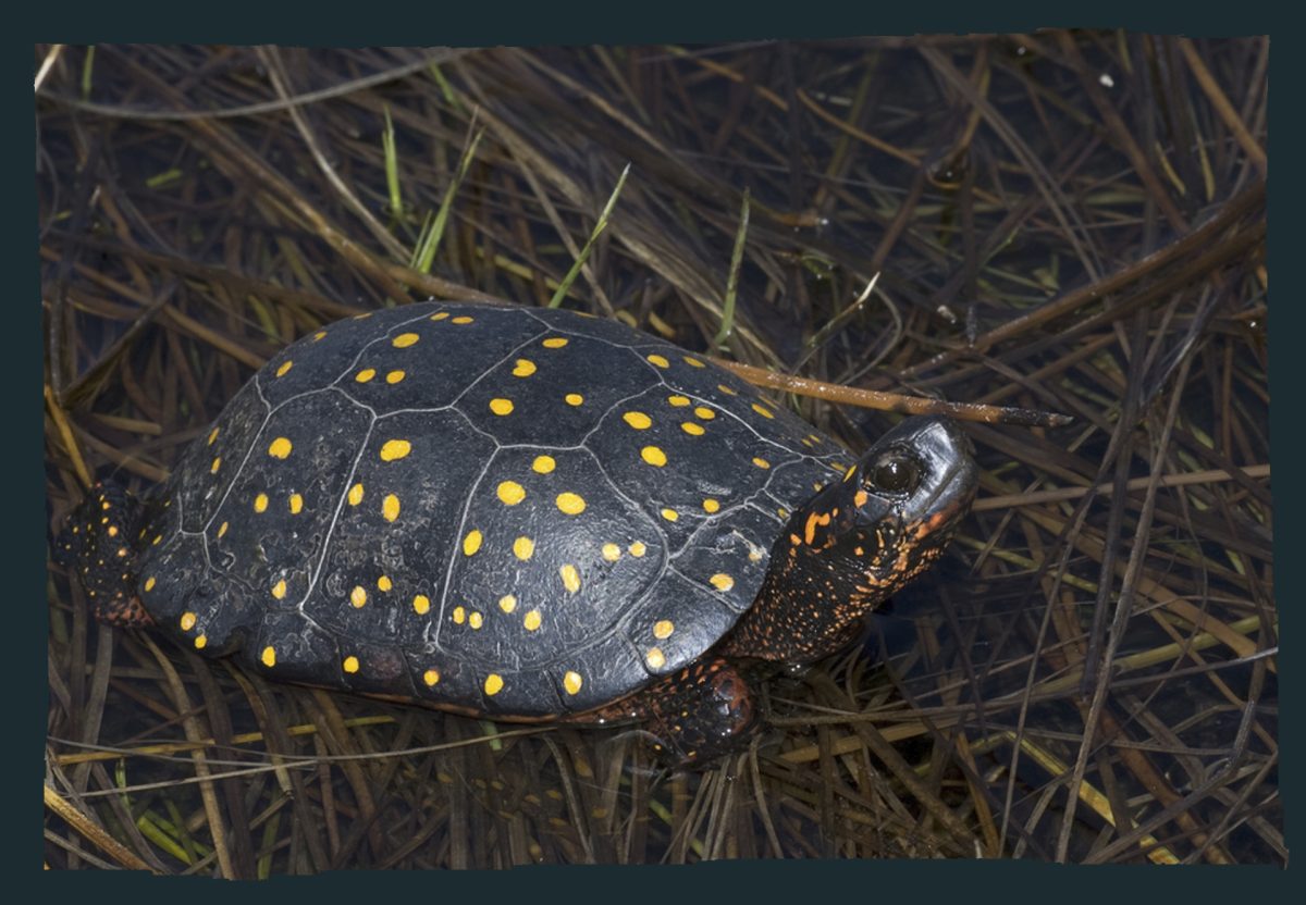 Tortuga moteada – Zoo Córdoba