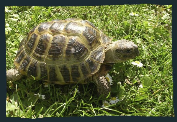 Tortuga rusa – Zoo Córdoba
