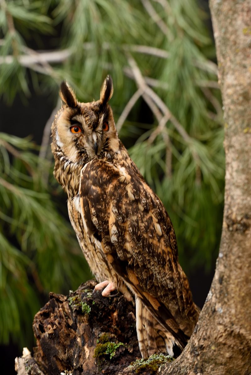 Búho Chico – Zoo Córdoba