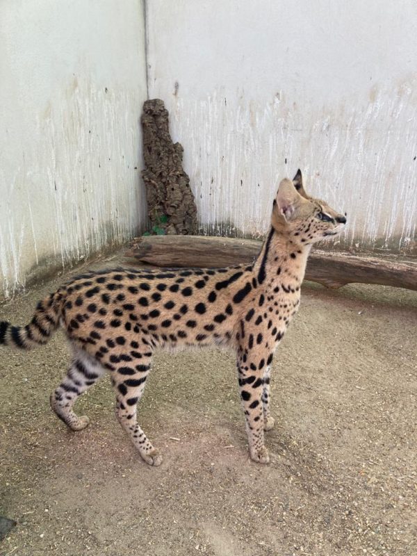 Serval – Zoo Córdoba